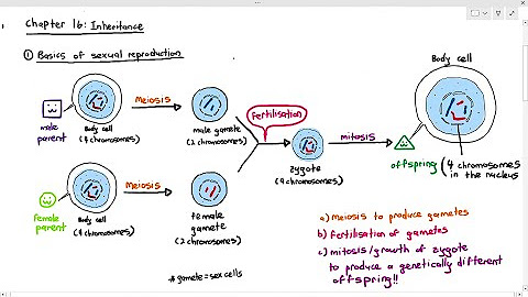 Cambridge AS & A Level Biology Chapter 16: Inheritance - YouTube