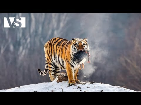 NEUKROTIVA SIBIR | Između Vukova, Tigrova i Vječnog Leda – Dokumentarni Film o Životinjama