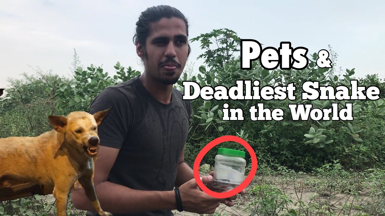 My Real Life with Pets and Rescues! - YouTube
