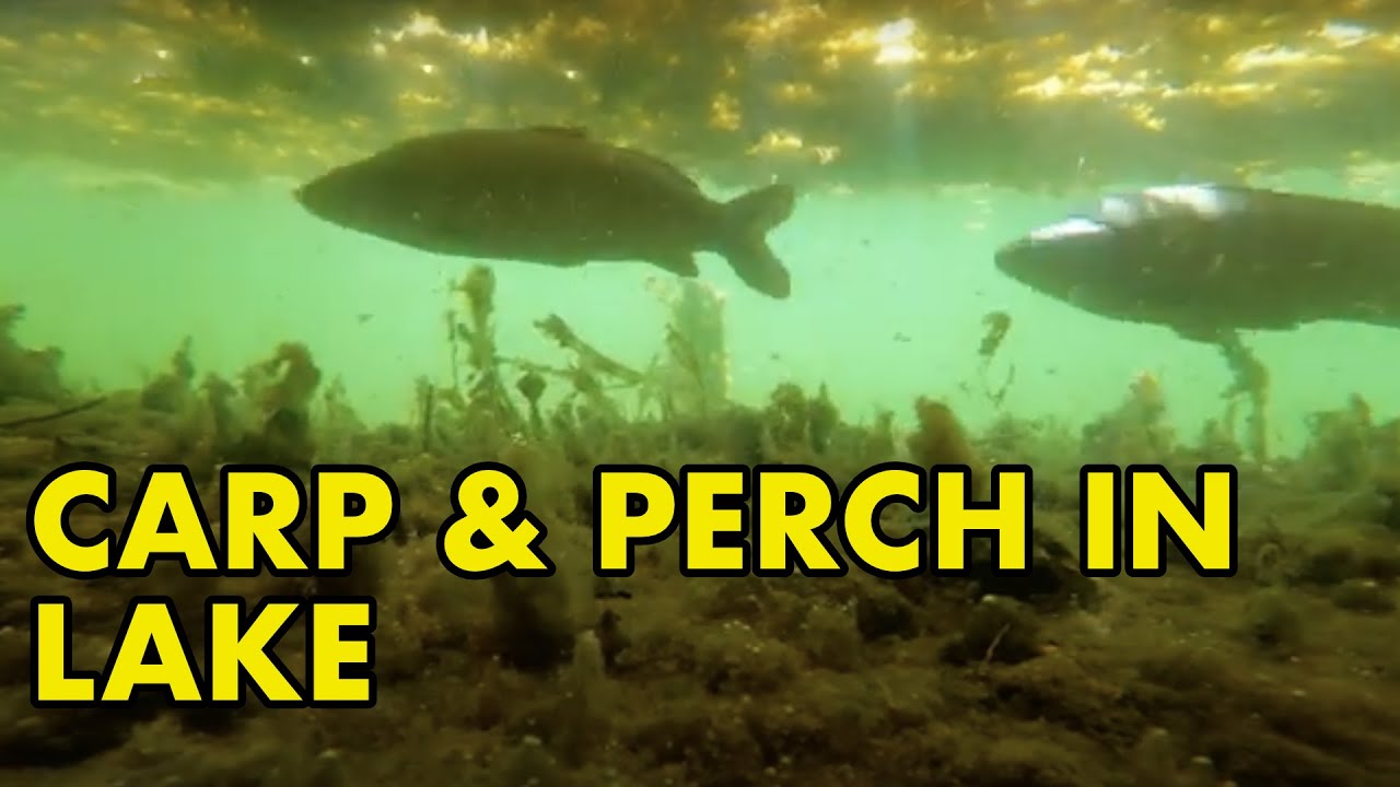 Carp and Perch in Clear Lake - YouTube