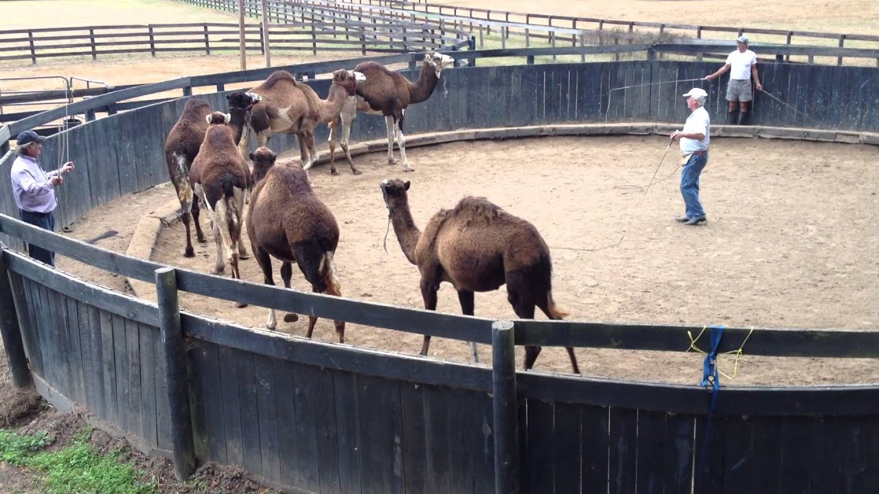 paint camels display / 2nd run thru - YouTube