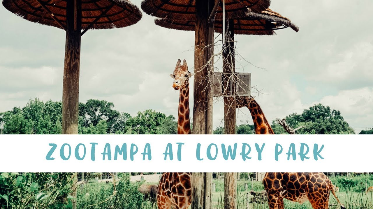 ZooTampa at Lowry Park Review: A Full Day of Fun at ZooTampa! - YouTube