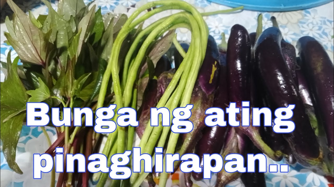 mga gulay sa paligid ng ating bahay kubo.. - YouTube