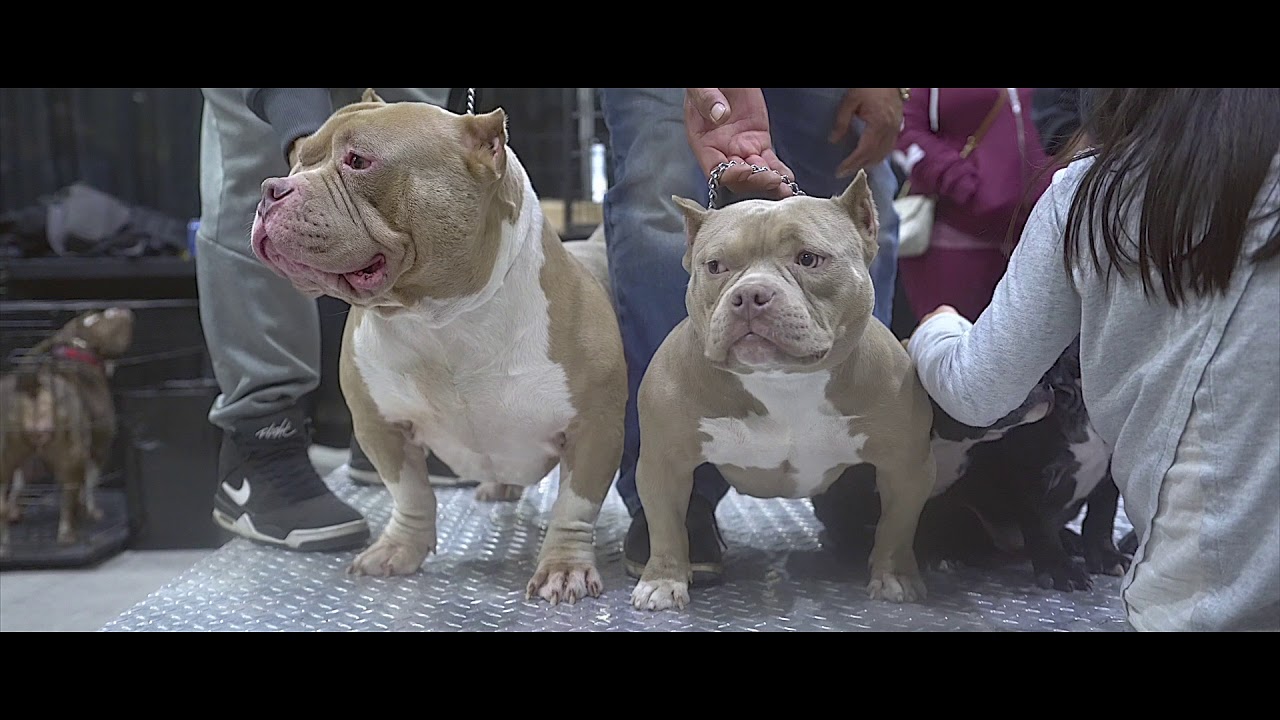 ABKC Nationals 2017 - YouTube