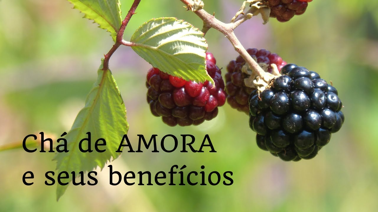 O Chá de Folha de Amora e seus Benefícios | Alimentação, Vida e Bem ...