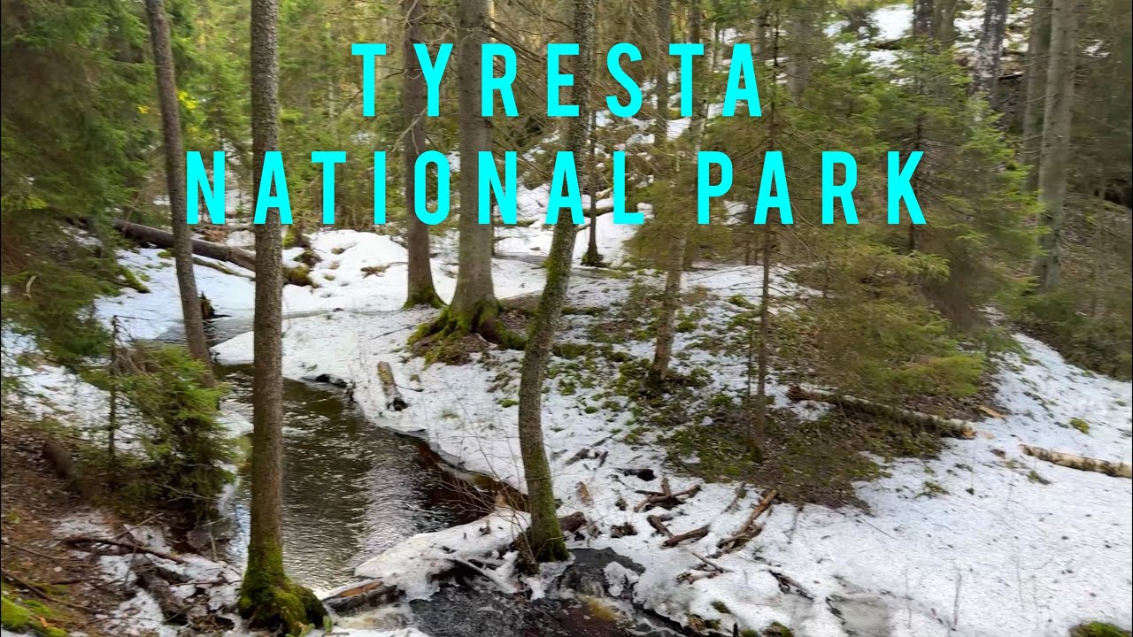 Snowy Forest in Stockholm, Sweden | Walking Tour 4K - YouTube