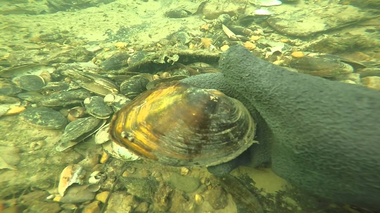 istočnoazijska bezupka - YouTube