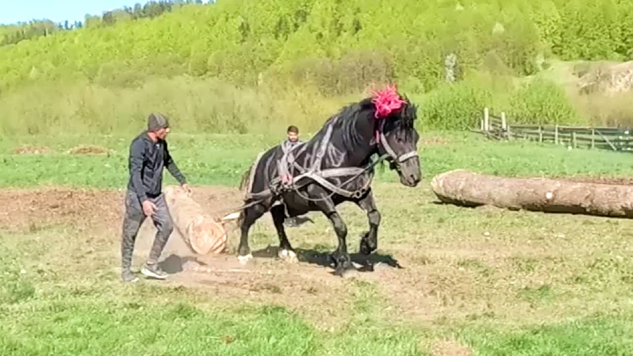 Cai probe de tracțiune 2021 - YouTube