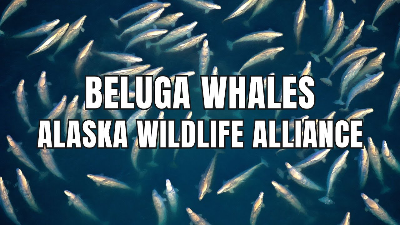 Beluga Whales with the Alaska Wildlife Alliance - YouTube