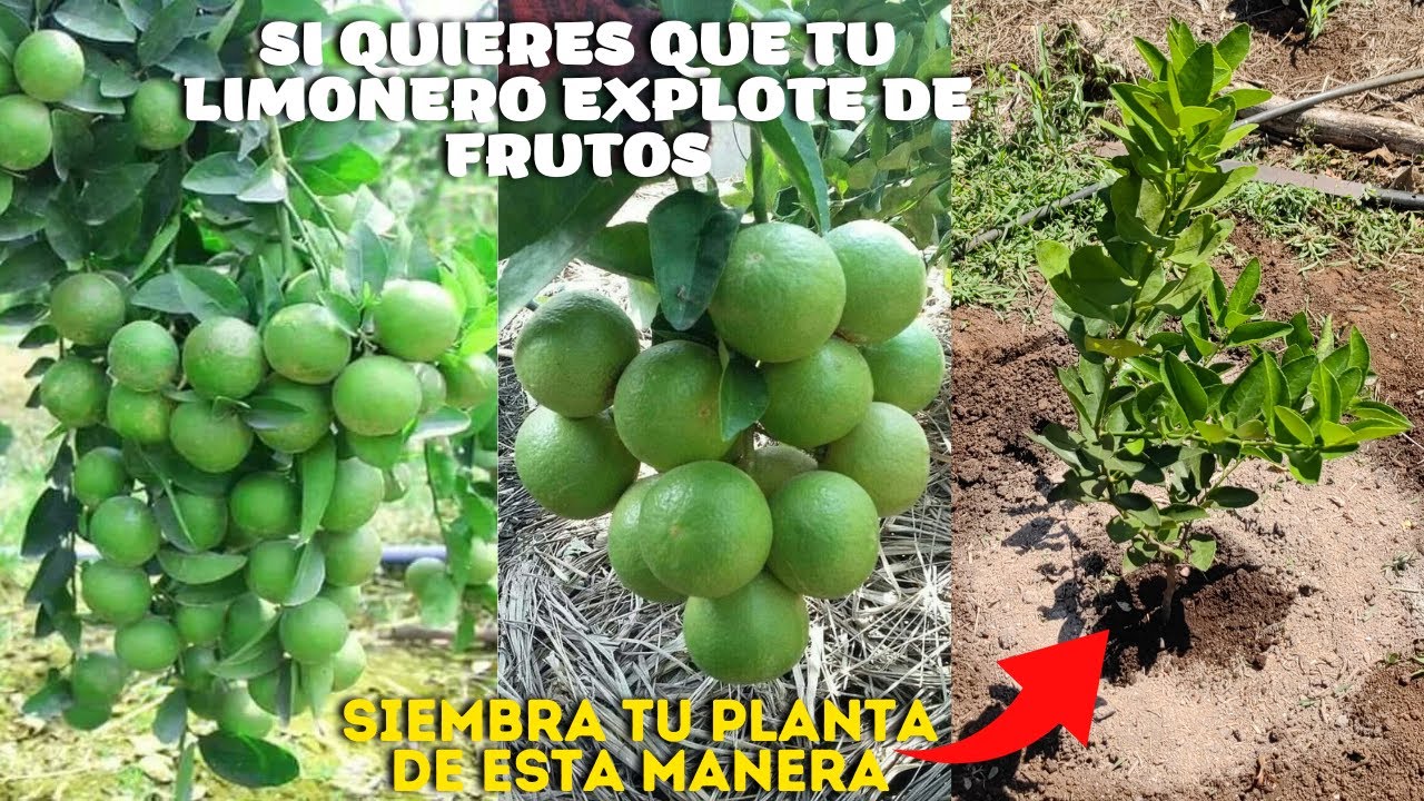 ¿Quieres una cosecha de limón exagerada? debes sembrar tu planta de ...
