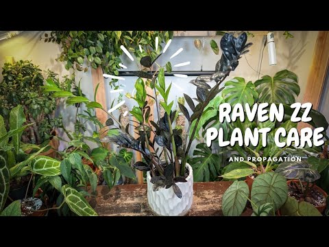How To Care For Black Raven Zz Plant