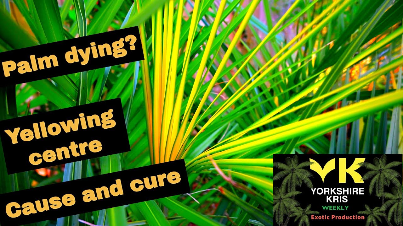 Dying palm??? Yellowing Centre, cause and cure. - YouTube