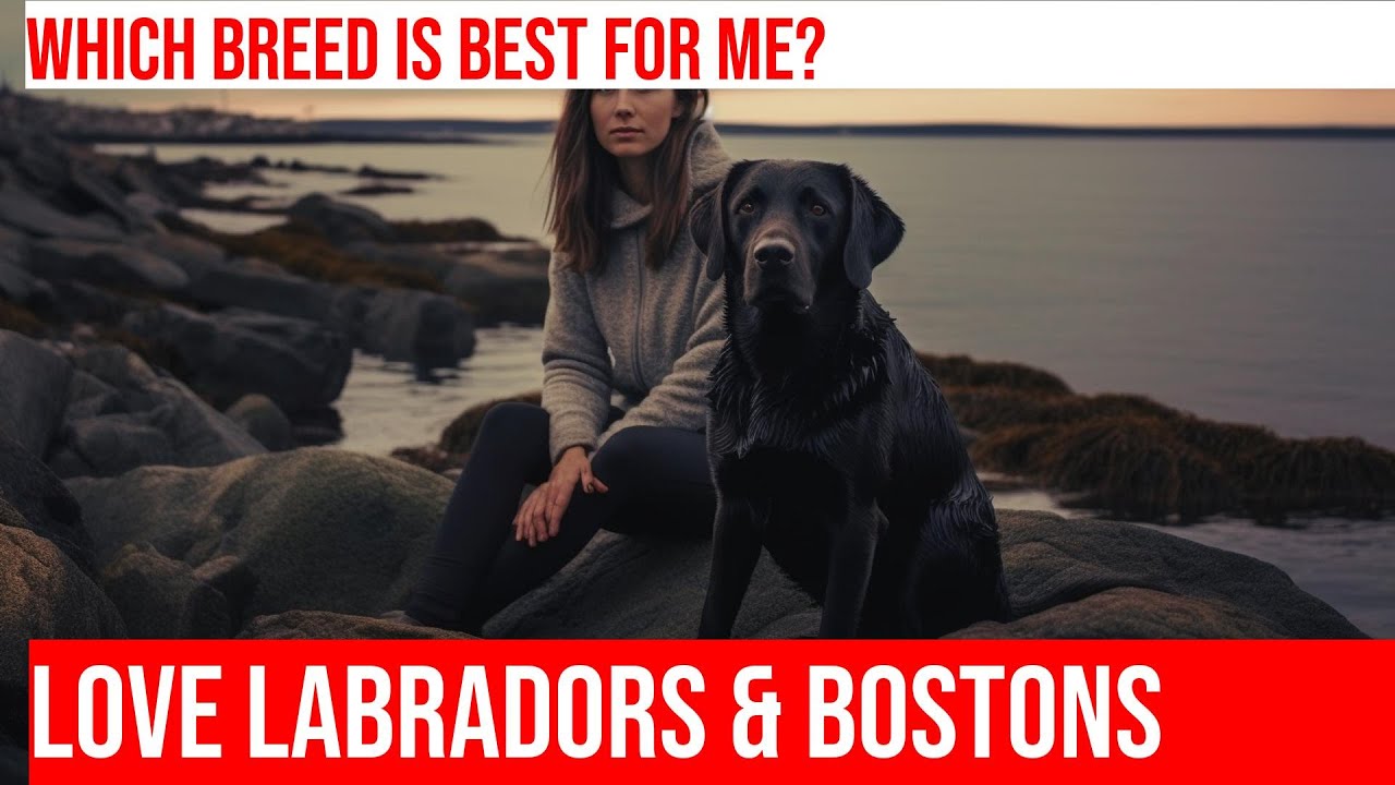 Labrador Retriever vs. Boston Terrier: Which Dog is Best for You? - YouTube