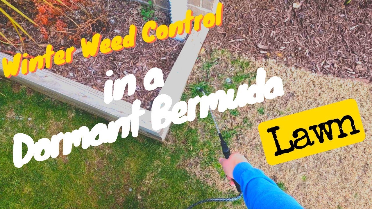 WINTER WEED CONTROL // In Your Dormant Bermuda Lawn - YouTube