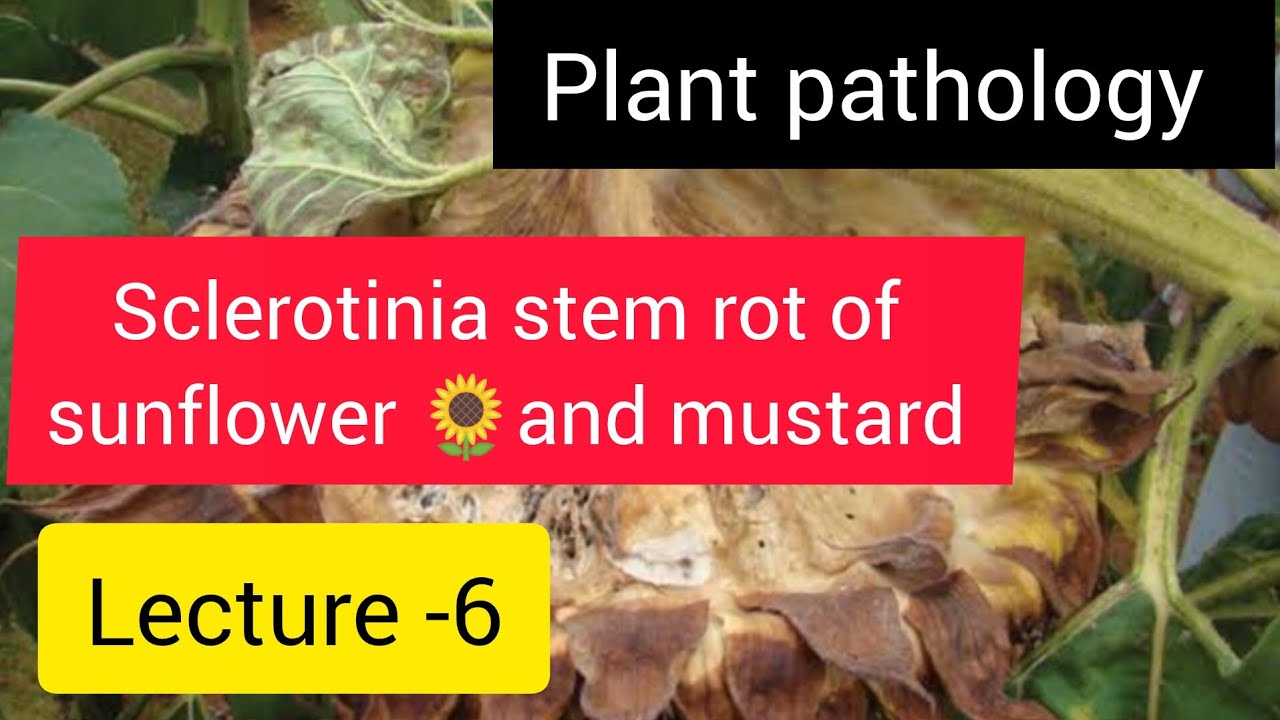 sclerotinia stem rot of mustard and sunflower Bsc Hons agriculture # ...