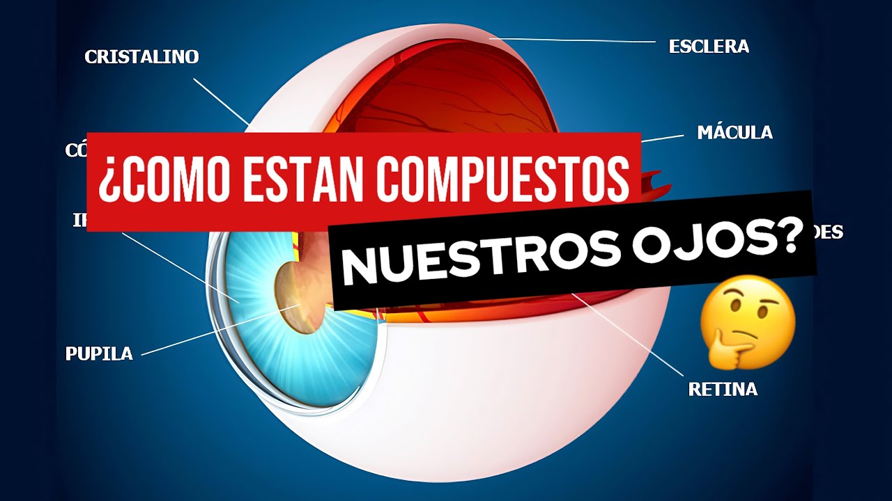 ANATOMÍA OCULAR 👁️ | Te contamos sus diferentes partes y funciones ...