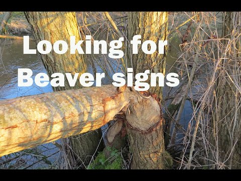 Looking for Beaver Field Signs - YouTube
