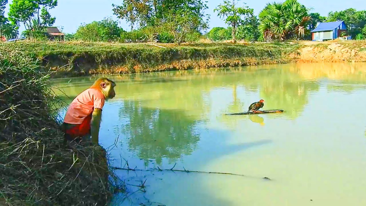 How To SokYaa Help This Homeless Chicken - YouTube