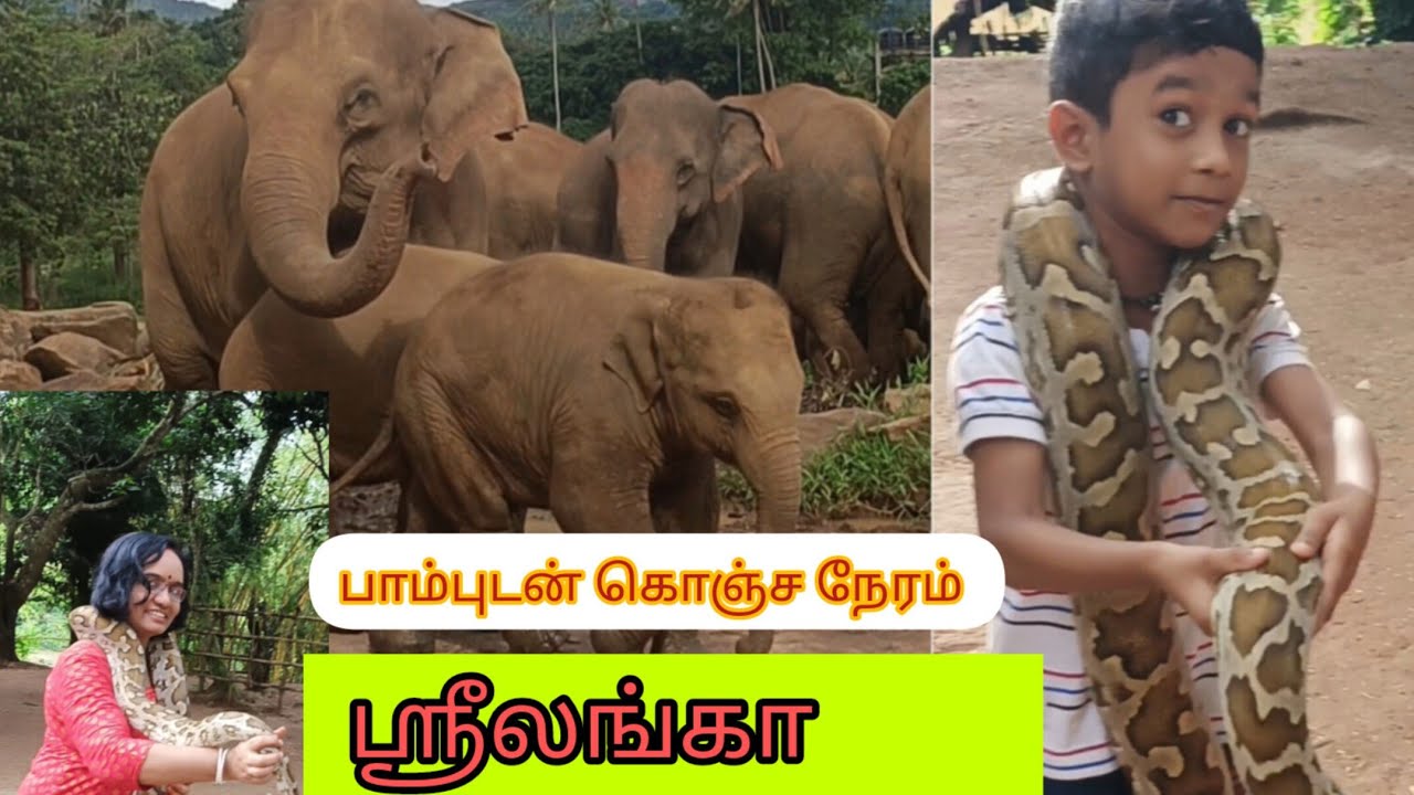 SL#2 😎 playing with snakes. srilanka. #travelvlogtamil #ammashagasra# ...