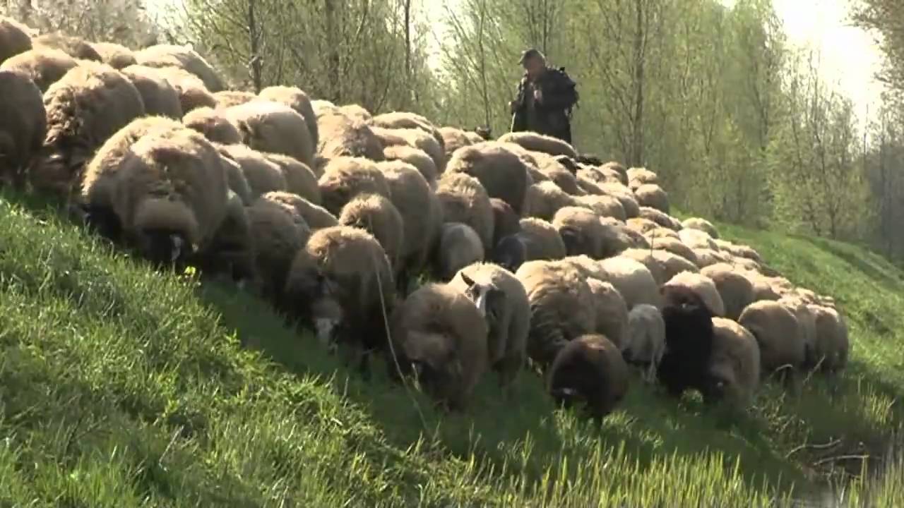 Schaapskudde Ottoland en herder - YouTube