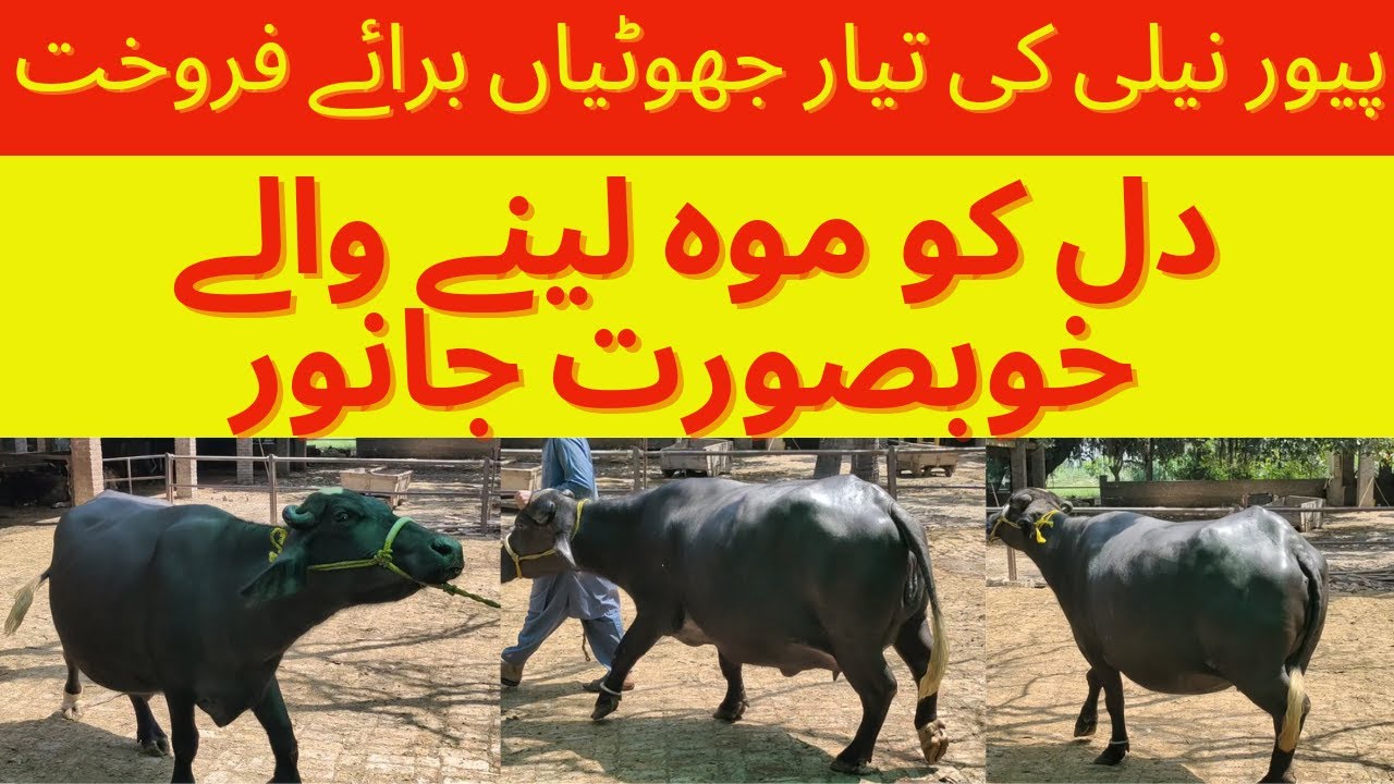 Buffalo Farming in Pakistan || Buffalo price in Pakistan - YouTube