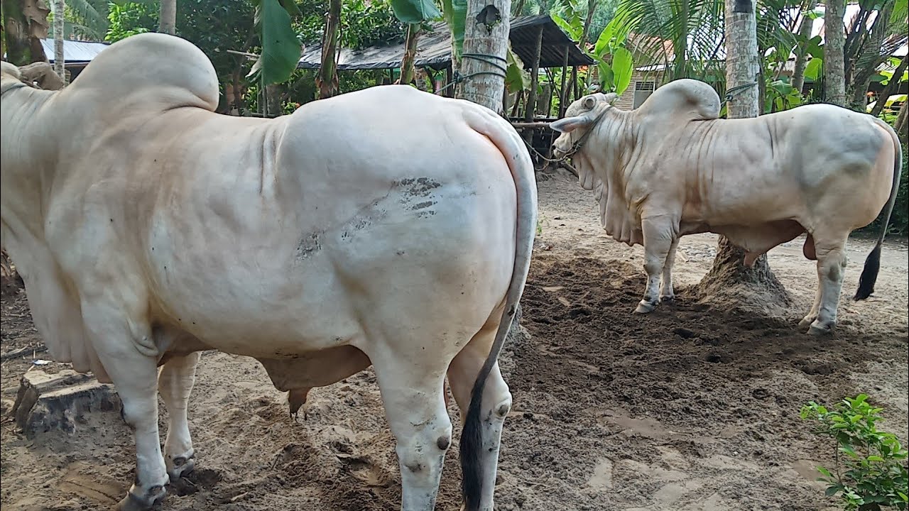 SETIAP LIHAT SAPI JUMBO INI PASTI GELENG" KEPALA🔥🔥🔥 - YouTube