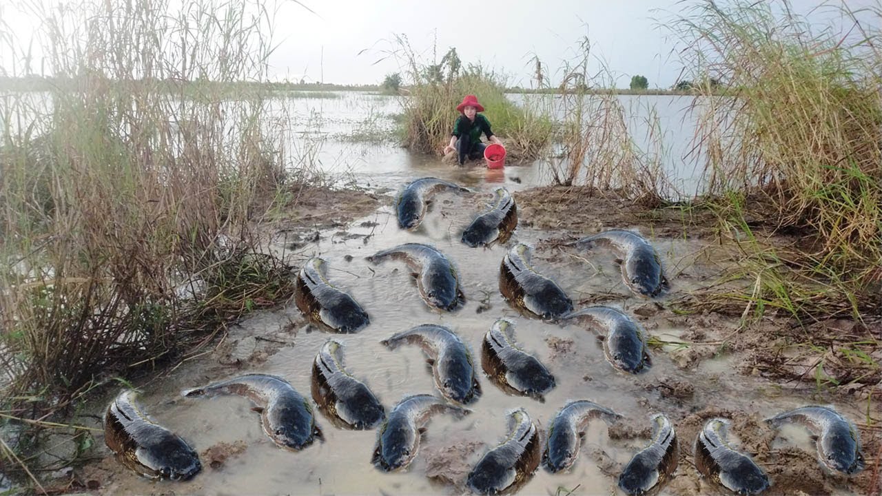 Fishing time: Catching many fish running up water flowing / Dalin ...