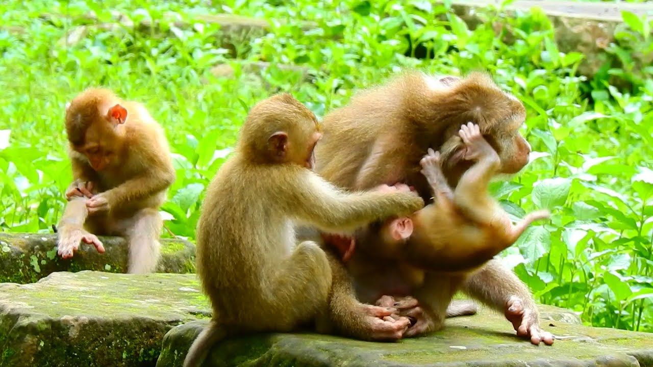 Happy family monkey during they play on fresh nature - YouTube