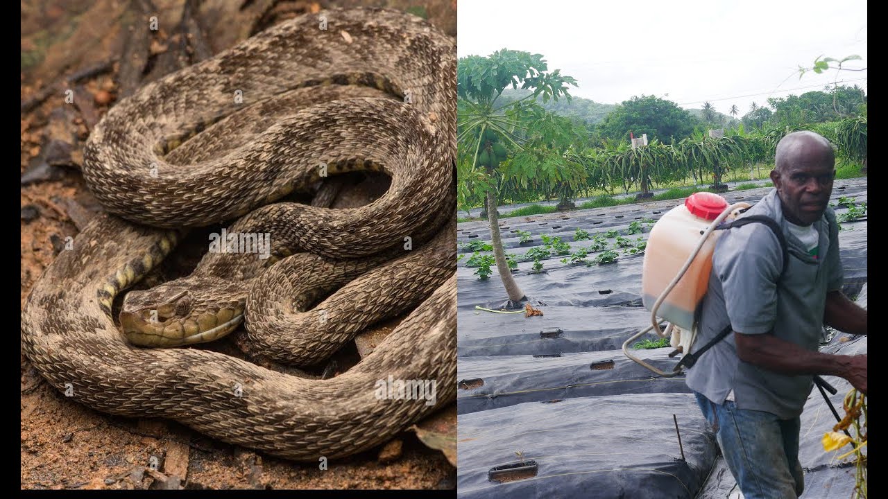 POISONOUS SNAKES DESTROYING POOR PEOPLE IN DENNERY BASIN - YouTube