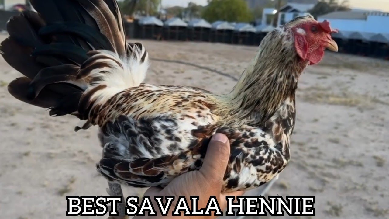 Dink Fair Kelso Savala Black Hennie Beautiful Birds SAVALA FARMS ...