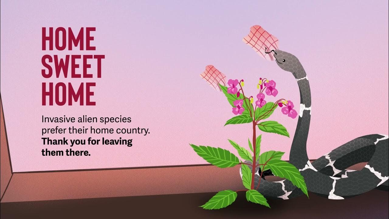 Invasive alien species - The traveller awareness campaign - YouTube