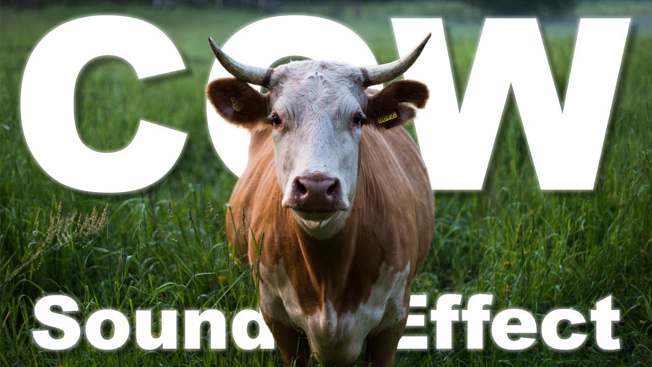Cow Sounds Effect No Copyright | gLOBALeARS - YouTube