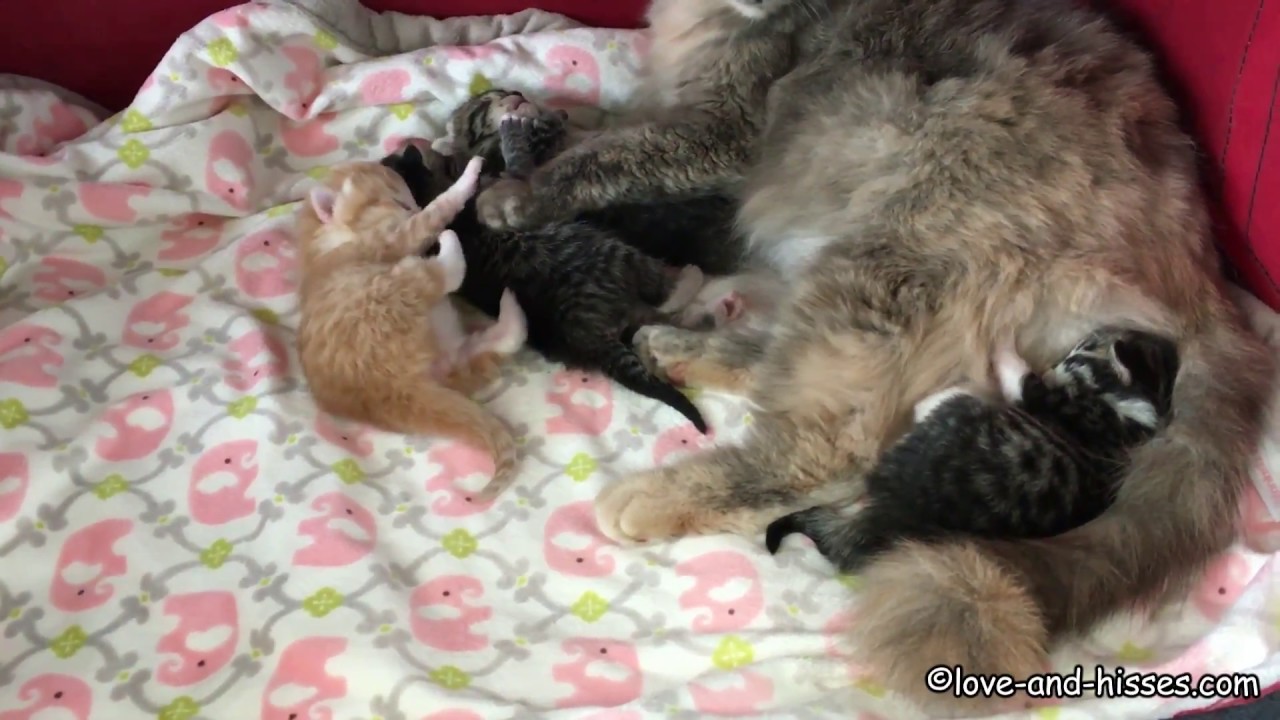 One-Week-Old Kittens Flail Around Beside Their Mother - YouTube