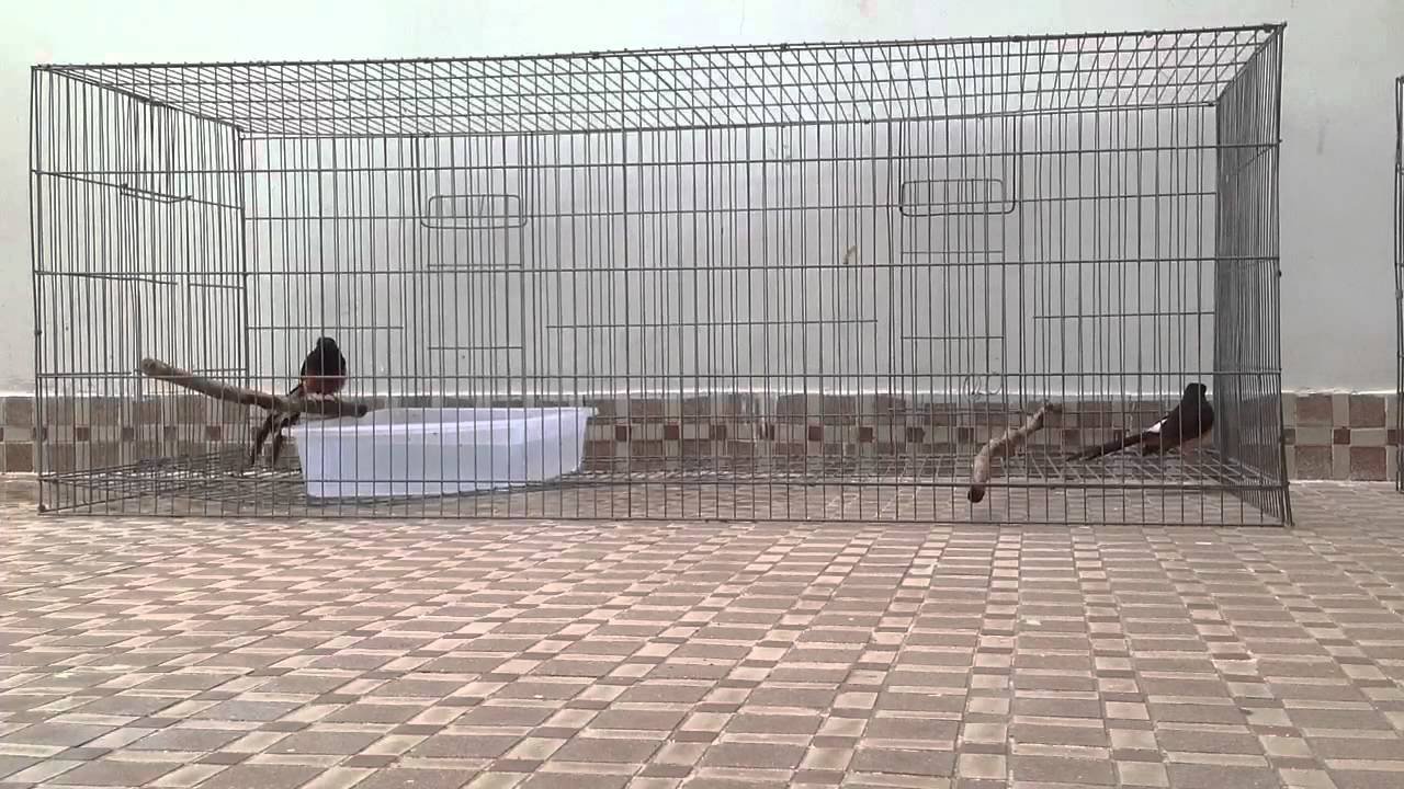 Chim chich lua Mai hot - YouTube