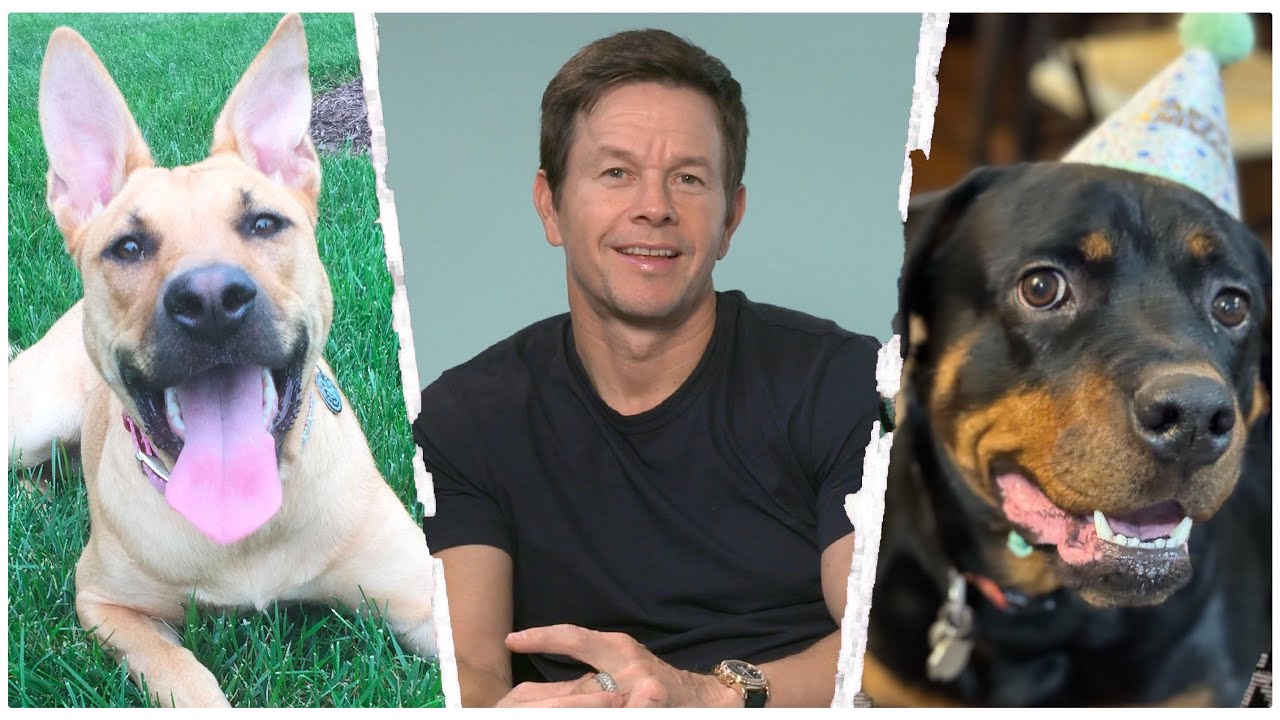 Mark Wahlberg Meets Reporter's Dogs During ARTHUR THE KING Interview ...