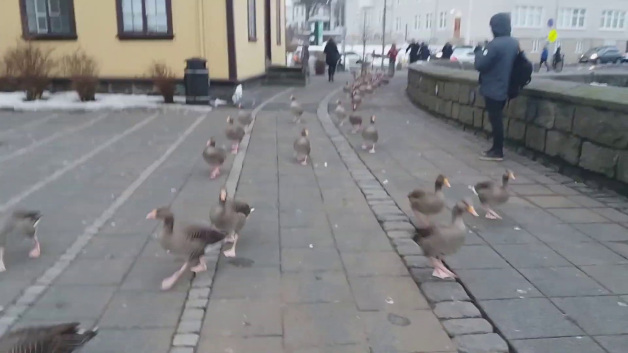 waddling geese - YouTube