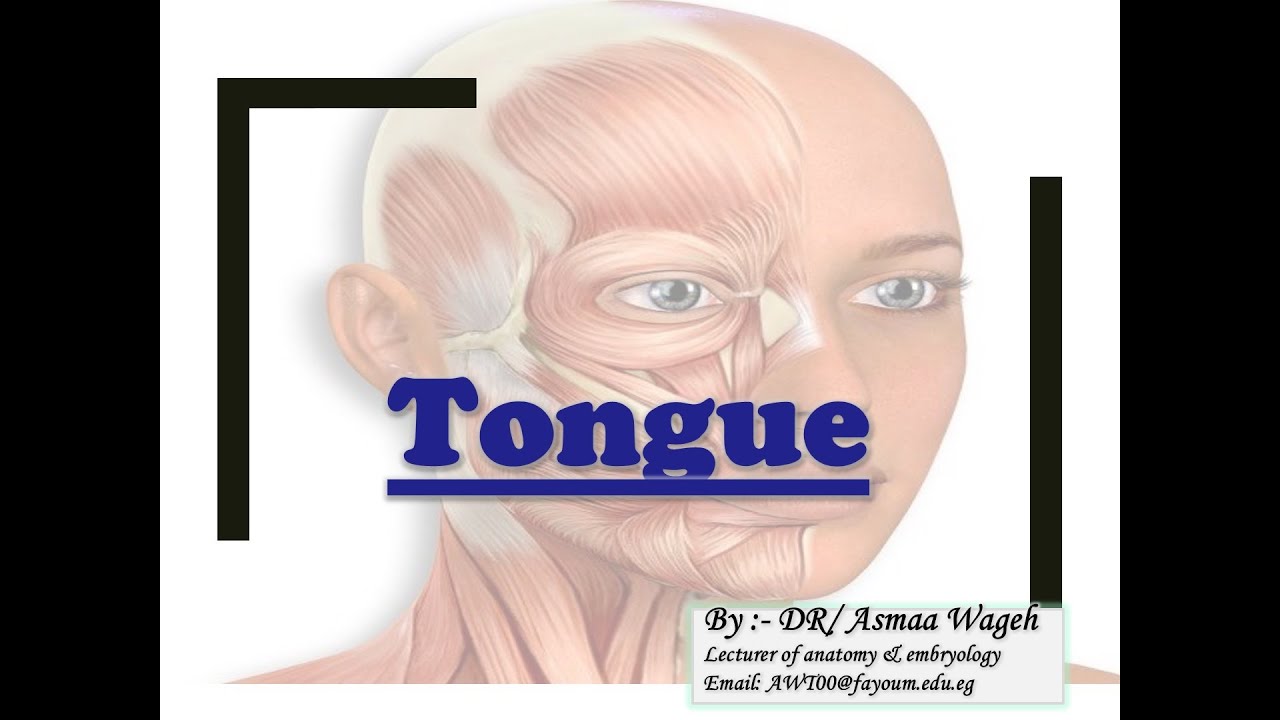 Normal anatomy of the Tongue - YouTube