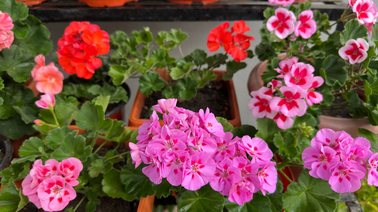 Geranium Flowers with different colors - YouTube
