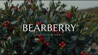 Bearberry – The Arctic Shrub with Berries Fit for Bears