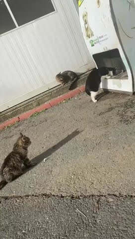 Modern city cats very civilized: they queue up at the municipal food ...