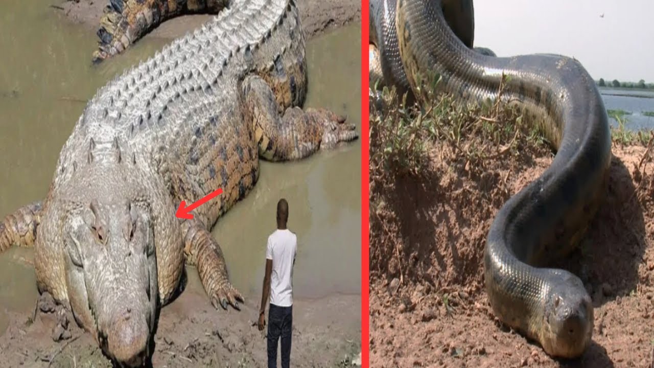 Top 30 Biggest Creatures Caught on Camera! | Giant Beasts! - YouTube