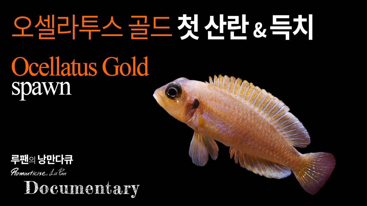 황금물고기 오셀라투스 골드 첫 산란 [ocellatus Gold spawn] - YouTube
