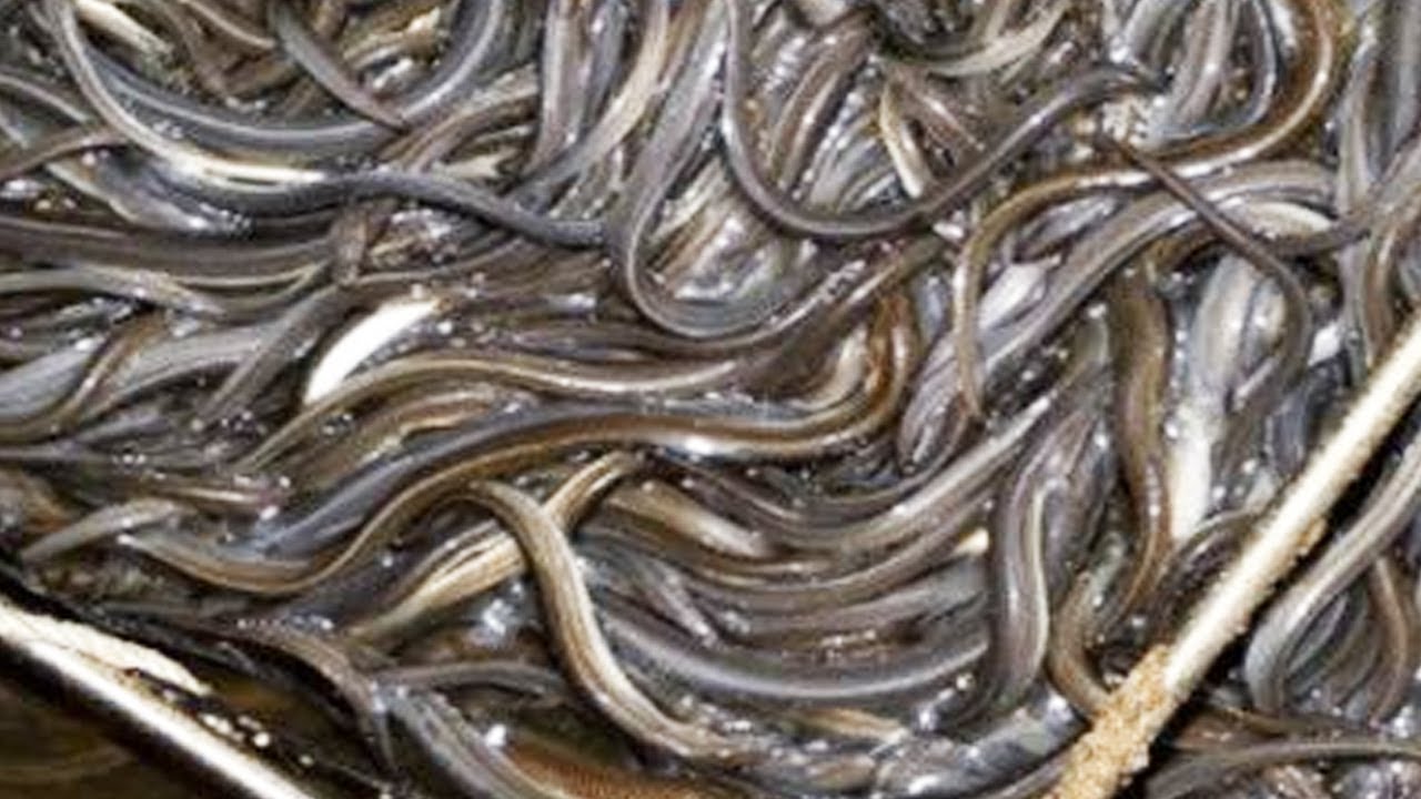 There are dense swarms of eels on the beach! - YouTube