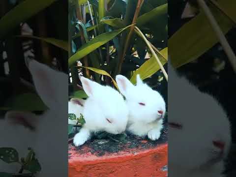 Küçük Şirin Tavşanlar Çocuk Çizgi Dizi Çocuk Çizgi Filmleri