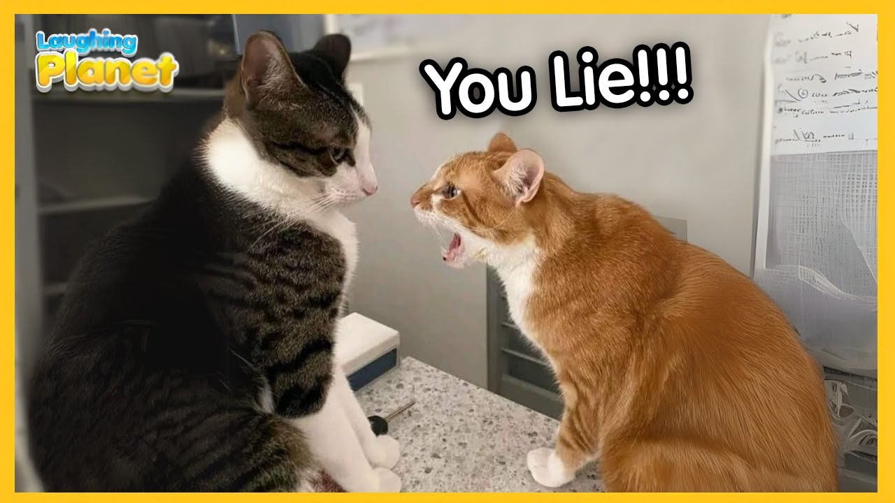 🐕🗣When You Have a Super Talkative Cat 😂 Funny Cat Videos 2025 - YouTube
