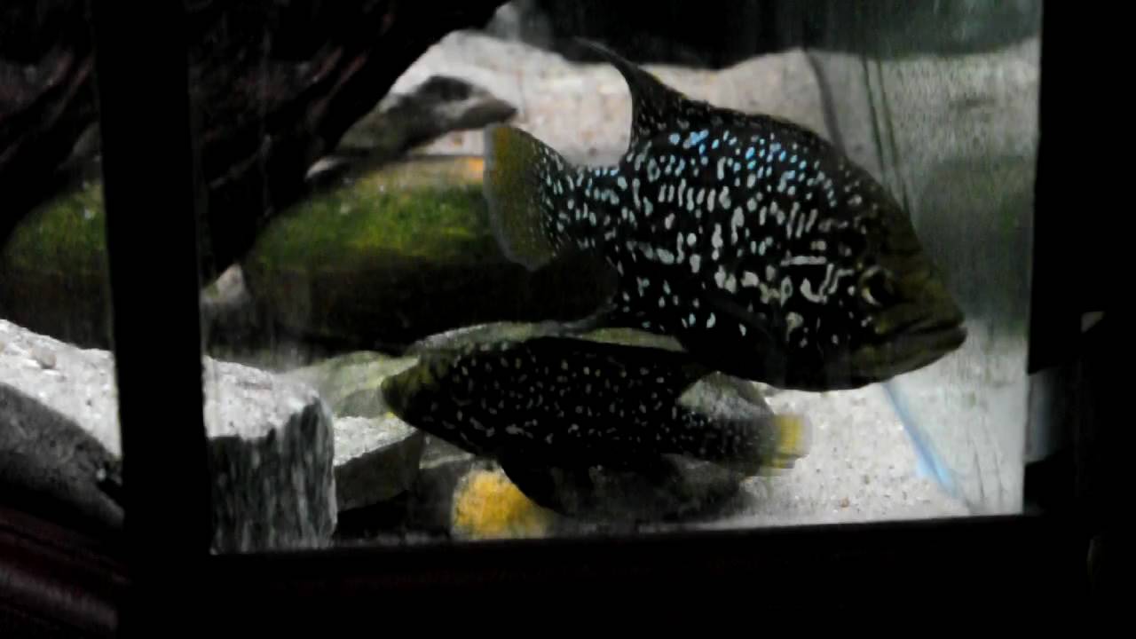 Paratilapia sp. Andapa pair spawning 1 - YouTube