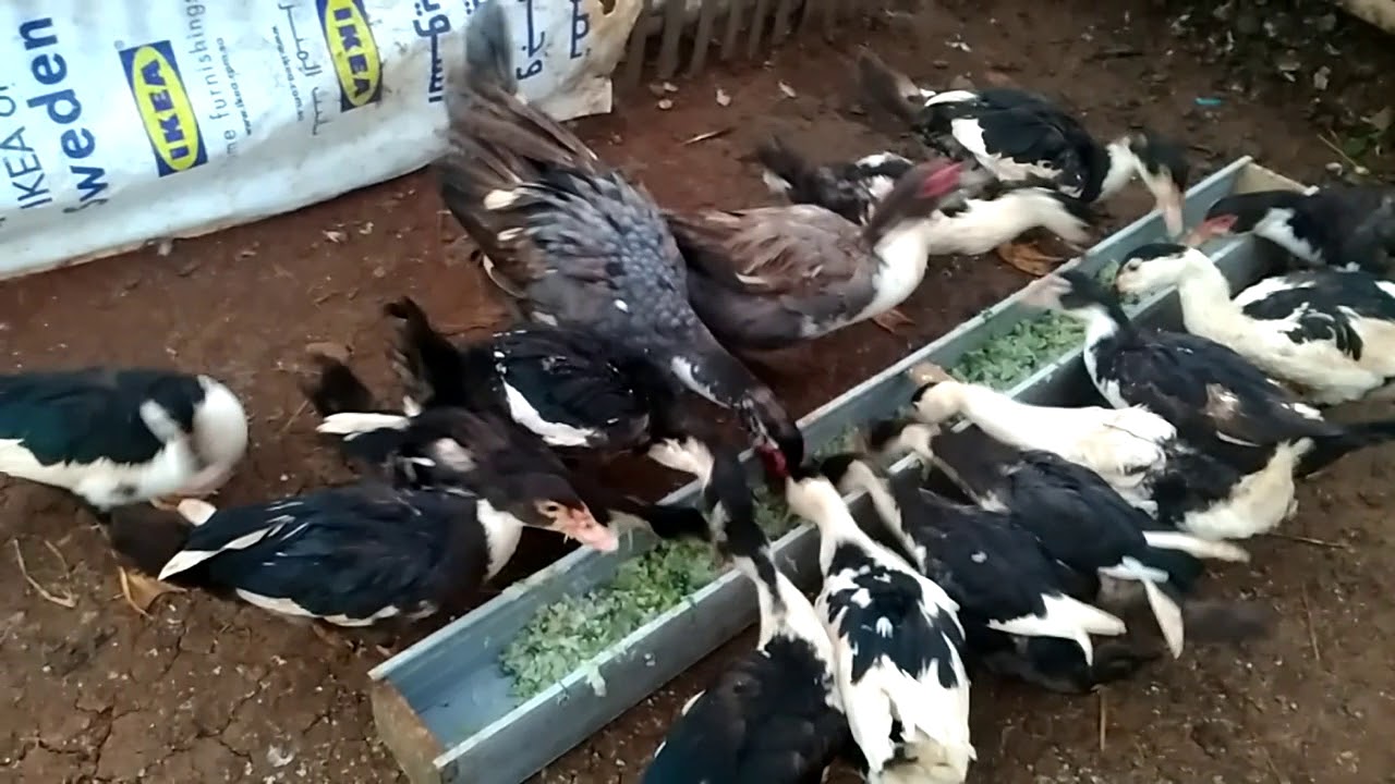 Pengaturan Pakan Entok - YouTube