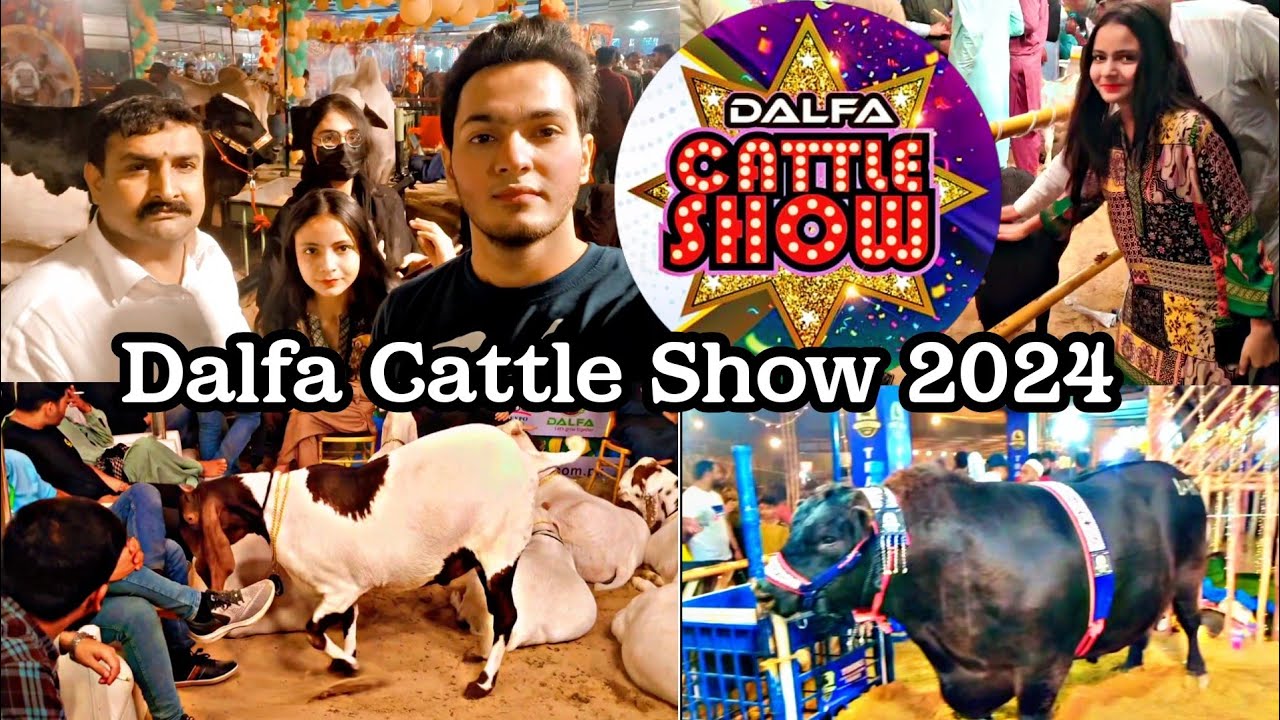 Dalfa cattle show | Dalfa Cattle Show Last Day | #dalfacattleshow2024 ...