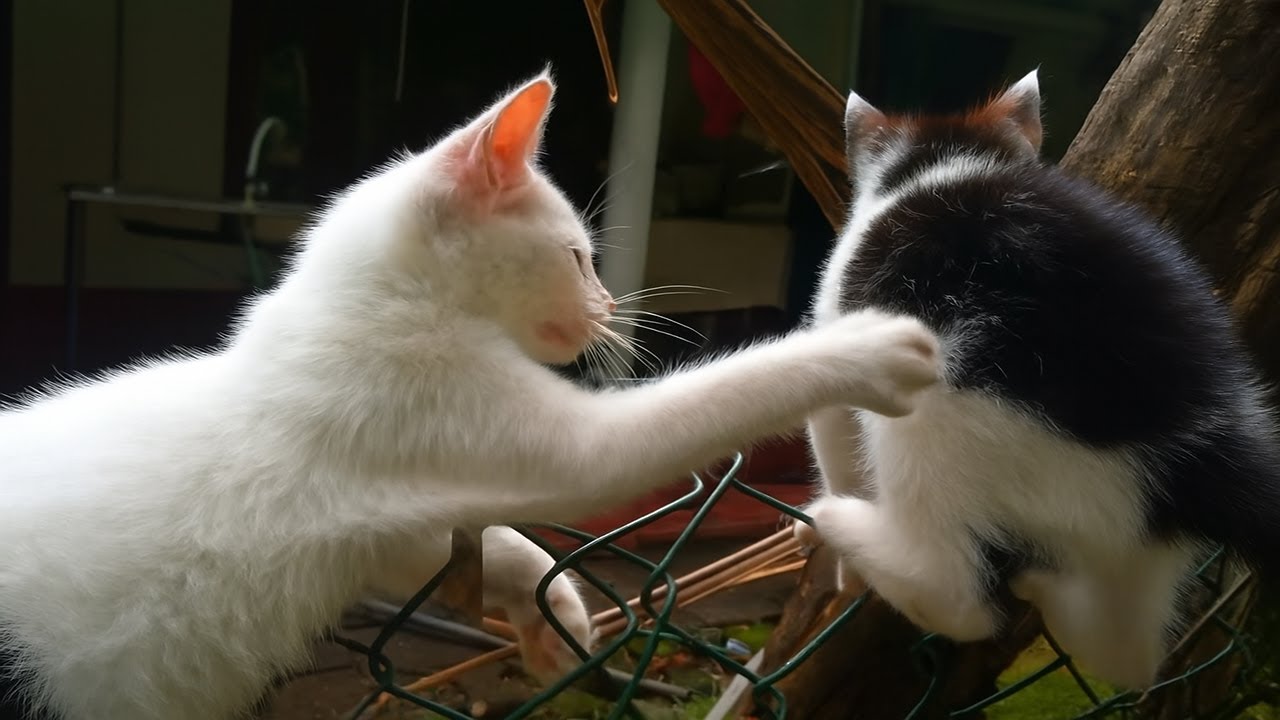 Two Playful Kittens Climbing a Fence | Cutest Cat Moment Ever! - YouTube