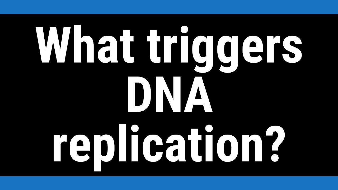 What triggers DNA replication? - YouTube